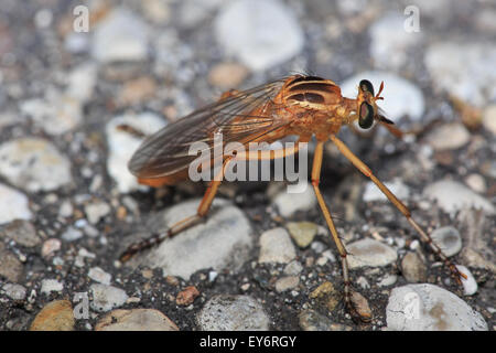 Hanging thief robber fly (Diogmites sp) Philadelphia, Pennsylvania, USA ...