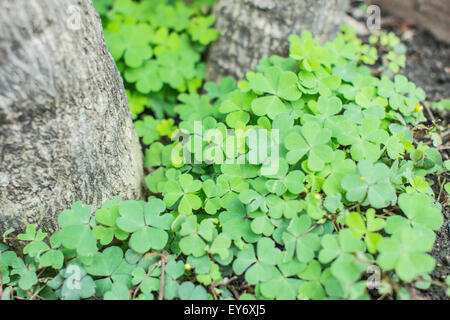Three leaf clovers Stock Photo - Alamy