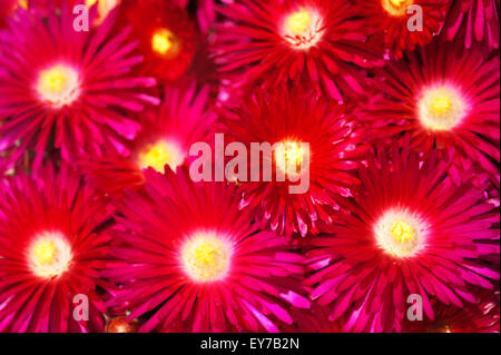 Red pigface (Carpobrotus edulis Stock Photo - Alamy