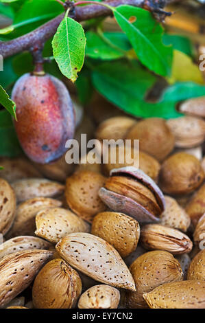 Freshly harvested almonds in their shells Stock Photo - Alamy
