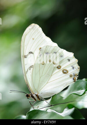 White white morpho (Morpho polyphemus Stock Photo - Alamy