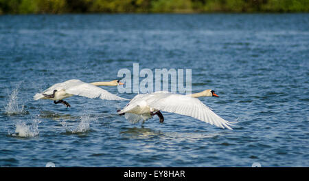 The Danube Delta Swan takes flight from tranquil waters surrounded by ...