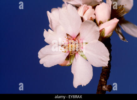 Almond flowering stages, full bloom, variety Nonpareil; California ...