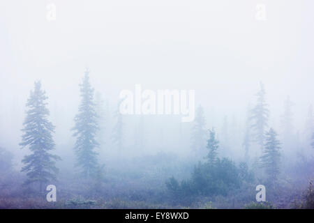 Dense fog envelops a stand of spruce trees on the tundra; Noatak ...
