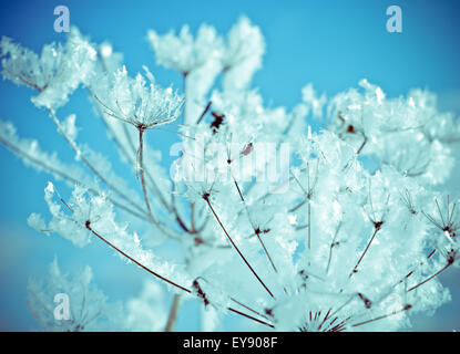 Winter scene .Frozenned flower close up Stock Photo - Alamy
