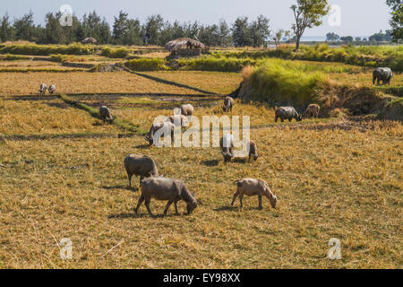 Rice field, near Manatuto; East Timor Stock Photo - Alamy