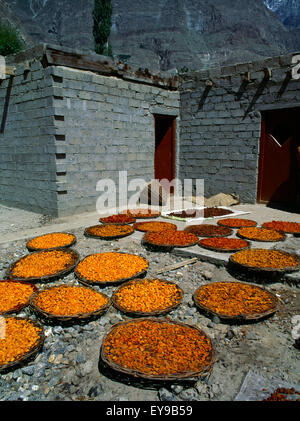 Drying apricots, Hunza valley, Pakistan Stock Photo - Alamy