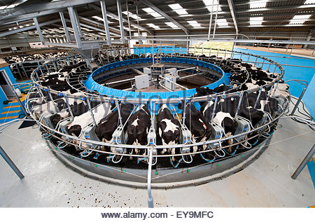 A rotary, or carousel, milking parlor that can accommodate 52 cows ...