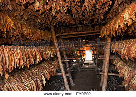 Tobacco hanging inside a drying barn Stock Photo: 1772225 - Alamy