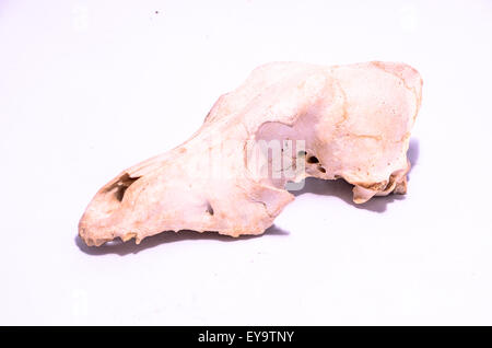 Dried Dog Skull Bone Stock Photo - Alamy