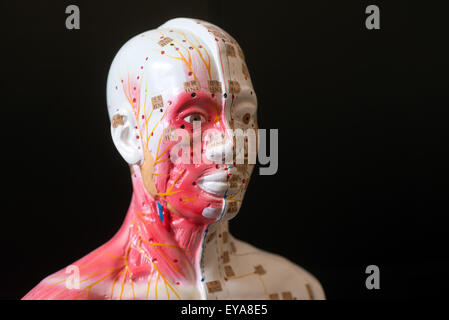 Model doll, detail, acupuncture points, red, meridians, Series ...