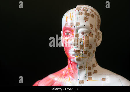 Model doll, detail, acupuncture points, red, meridians, Series ...