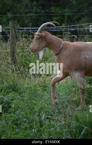 Golden Guernsey goat which is a rare breed of goat from the Bailiwick ...