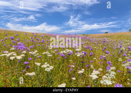Ball-head Cluster Lily, Brodiaea congesta (Purple) and Bicolored ...