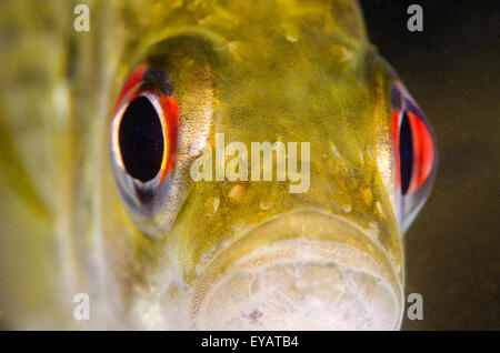 Rock Bass, Ambloplites rupestris close up underwater Stock Photo - Alamy