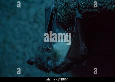 Egyptian rousette, Egyptian Fruit Bat (Rousettus aegyptiacus, Rousettus ...