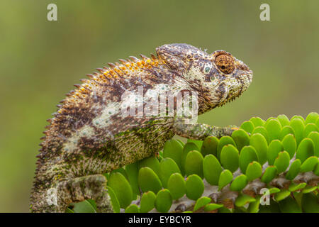 WARTY CHAMELEON (Furcifer verrucosus) on Alluaudia spiny tree Berenty ...