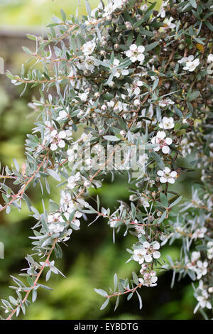 Australian white Tea Tree flowers, Leptospermum arachnoides, Royal ...