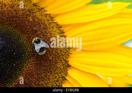 Bombus lucorum. Bumblebee on helianthus flying saucers flower. Bee on ...