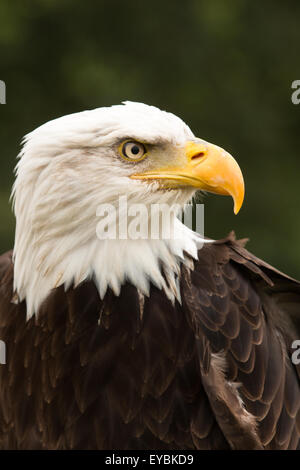 Bald Eagle Headshot Stock Photo - Alamy