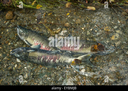 Dead spawned out Salmon in River, Southeast Alaska, USA Stock Photo - Alamy