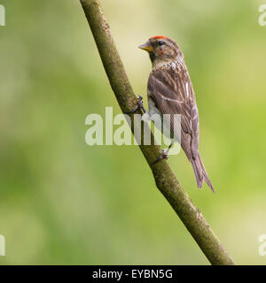 Female Lesser Redpoll Stock Photo - Alamy