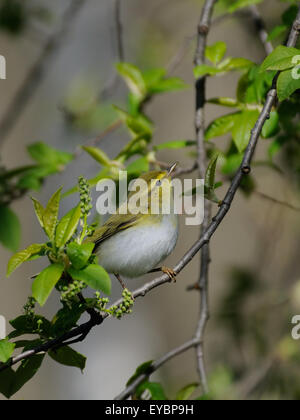Wood Warbler on bird cherry tree in spring Stock Photo - Alamy