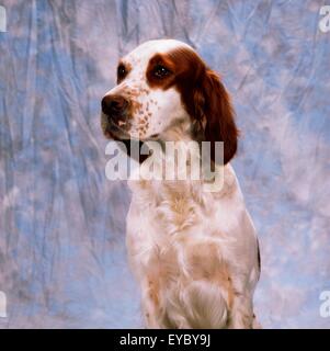 Portrait of Irish setter Stock Photo - Alamy