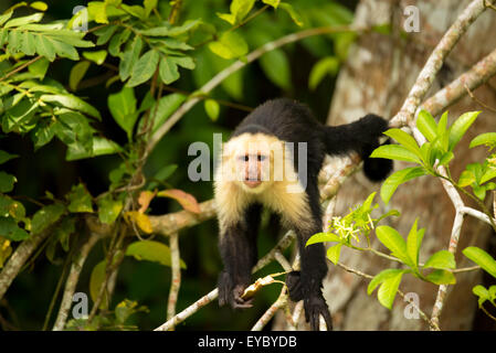 A white faced capuchin monkey climbing Stock Photo - Alamy