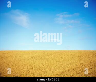 Wheat Field, Ireland; Horizon Over A Field Stock Photo - Alamy