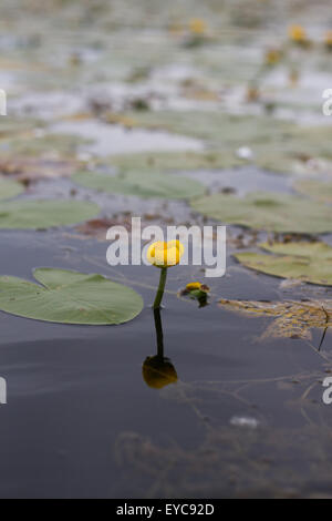 Potbelly yellow water flower Stock Photo - Alamy
