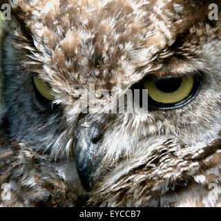 Birds' Eyes different eyes for different views of the world Stock Photo ...
