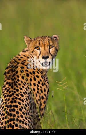 Cheetah looking back Stock Photo - Alamy
