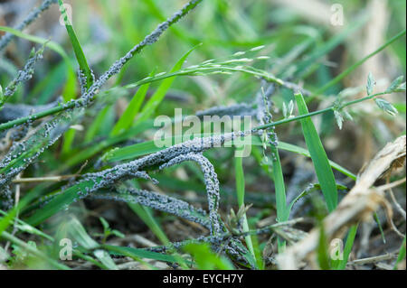 Grey slime mould (mold) on grass Stock Photo - Alamy