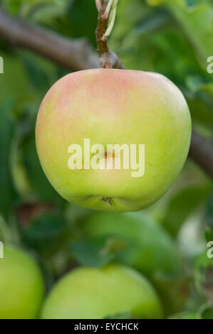 Apple dimpling bug (Campylomma liebknechti) damage to organic apple ...