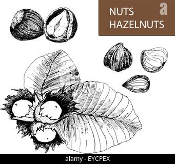 Hazel hazelnut hand drawn contour drawing linear doodling, isolated, on ...