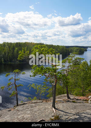 Pine trees in Finland Stock Photo - Alamy