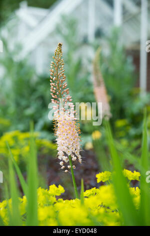 eremurus, a flowering perennial plant with spike shaped inflorescence ...