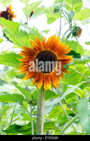 Helianthus annuus. Sunflower ’Claret’ Stock Photo - Alamy