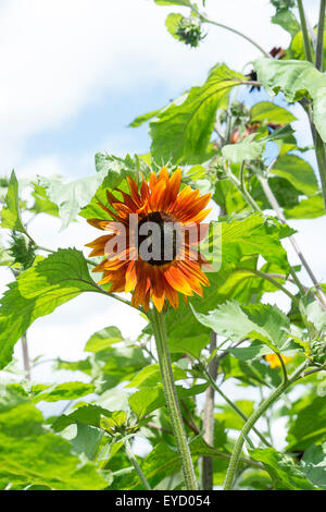 Helianthus annuus Claret Stock Photo - Alamy