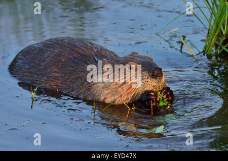 A wild beaver floating in the water feeding on tree bark Stock Photo ...