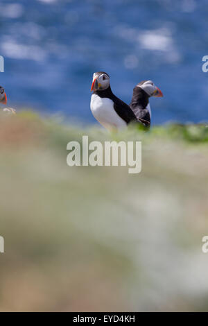 Puffins (Fratercula arctica), Farne Islands, Northumberland, England ...