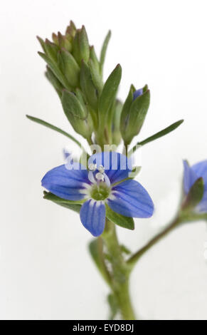 Bachbunge, Bach-Ehrenpreis, Veronica, beccabunga, Wasserpflanze ...