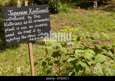 Japanese Knotweed Sign Stock Photo - Alamy