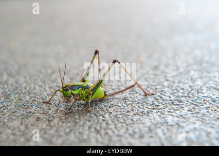A very large green cricket Stock Photo - Alamy