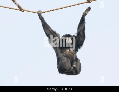 Siamang gibbon Symphalangus syndactylus swings from a tree and uses its ...