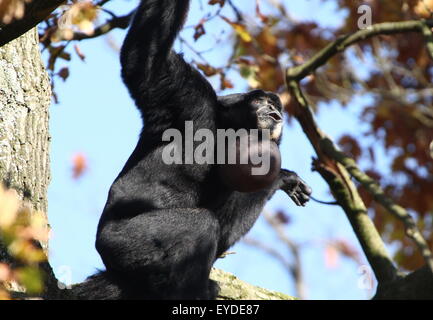 A male Siamang gibbon calling out using its throat pouch to amplify the ...