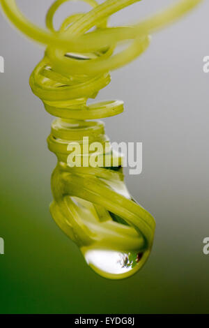 tendril with water drop Stock Photo - Alamy