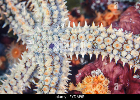Spiny starfish (Marthasterias glacialis) in a large rockpool on the ...