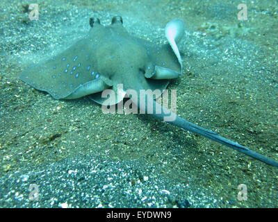 Blue spotted ray swimming amongst coral reef on the ocean floor, Bali ...